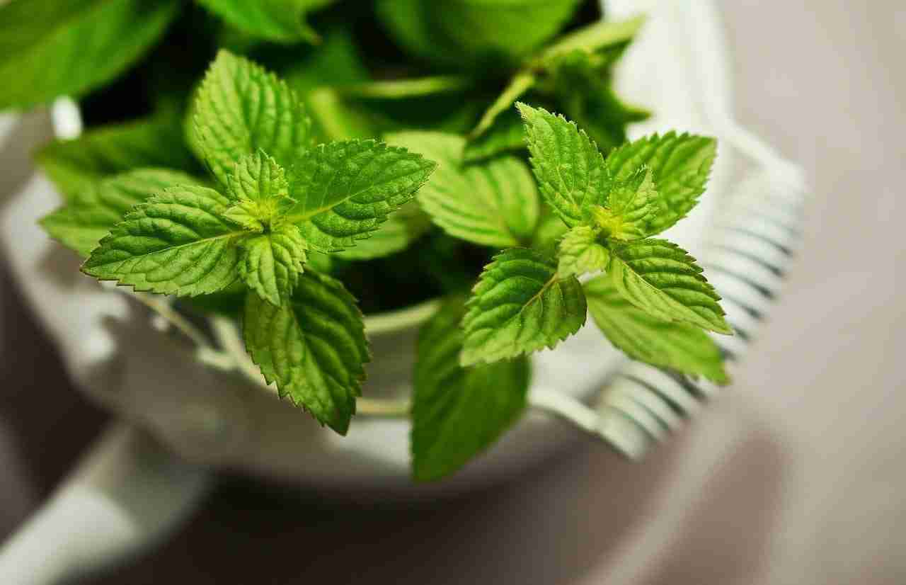 6 Amazing Health Benefits Of Mint - The Outdoor Apothecary