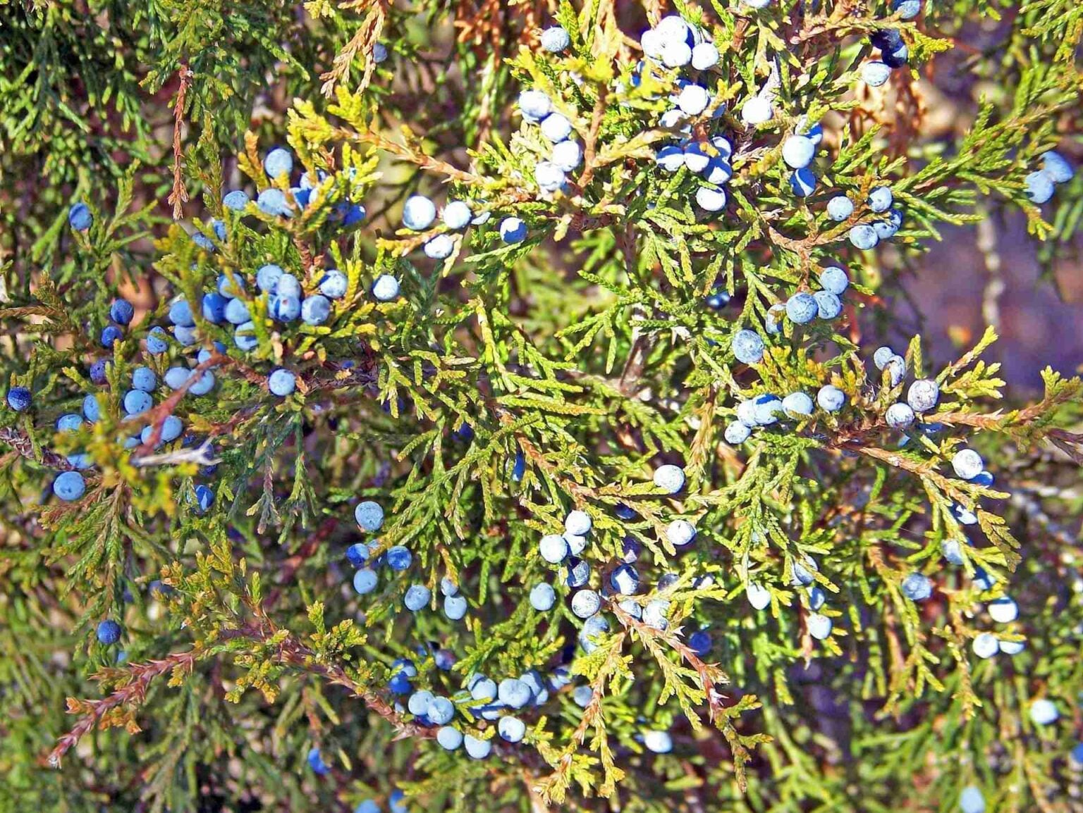 Incredible Juniper Berries: Identification, Uses & Benefits - The ...