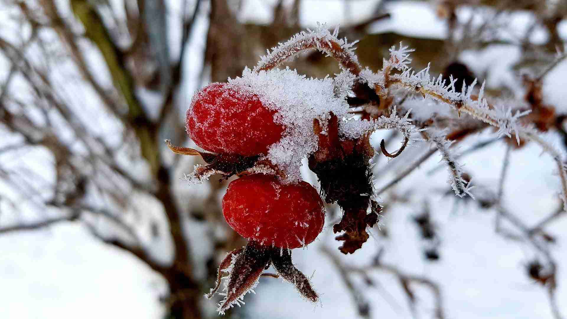 4 Easy Winter Foraging Finds (and How To Use Them) - The Outdoor Apothecary