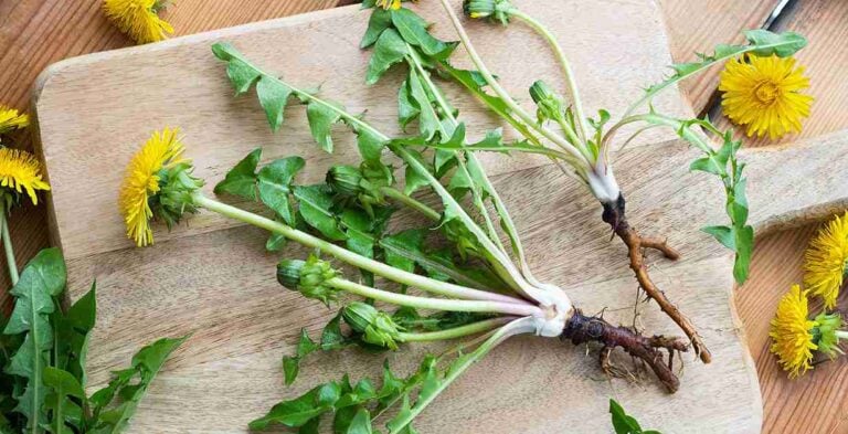 10 Potent Wild Bitter Herbs To Try This Spring - The Outdoor Apothecary