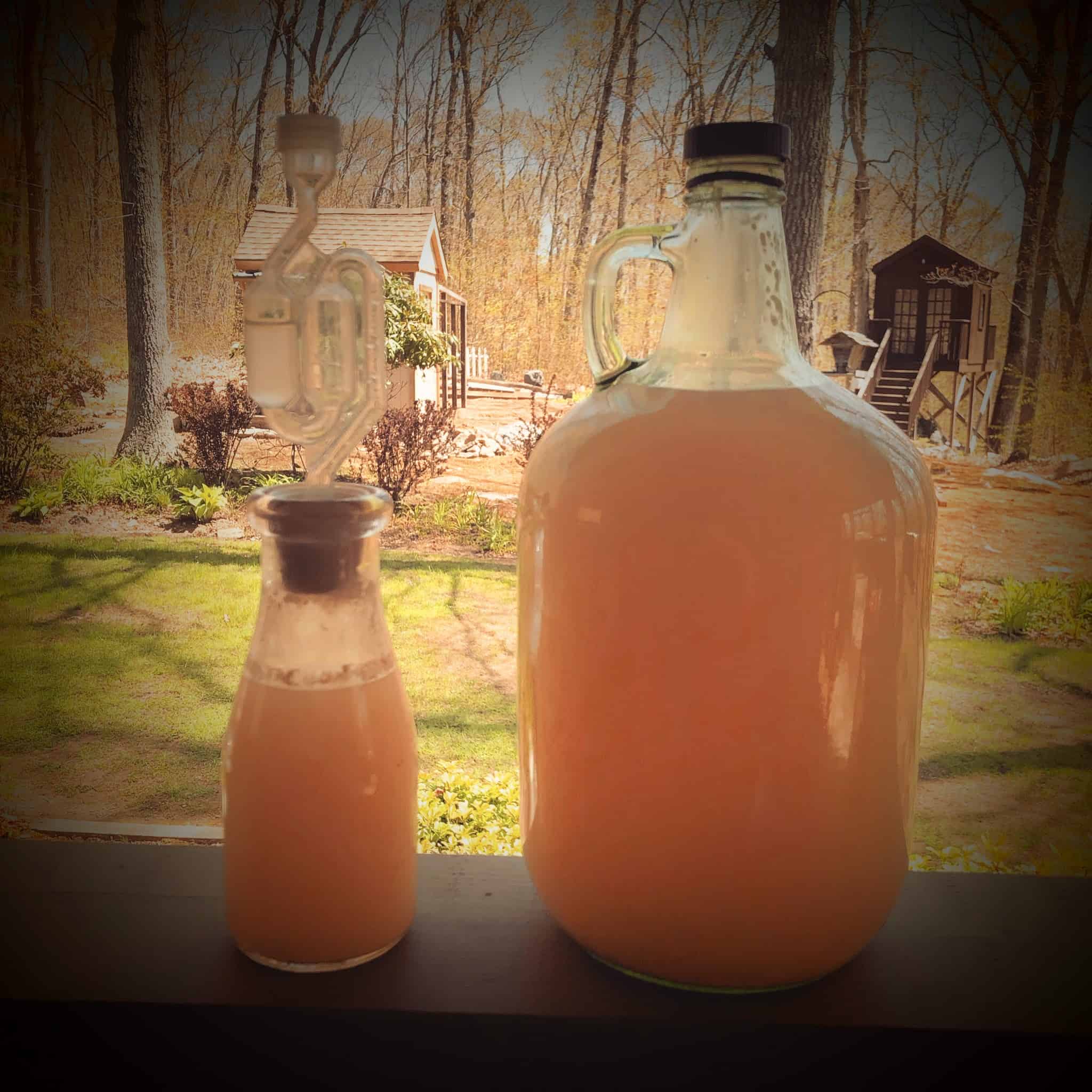Amazing Country Rhubarb Wine Recipe - The Outdoor Apothecary
