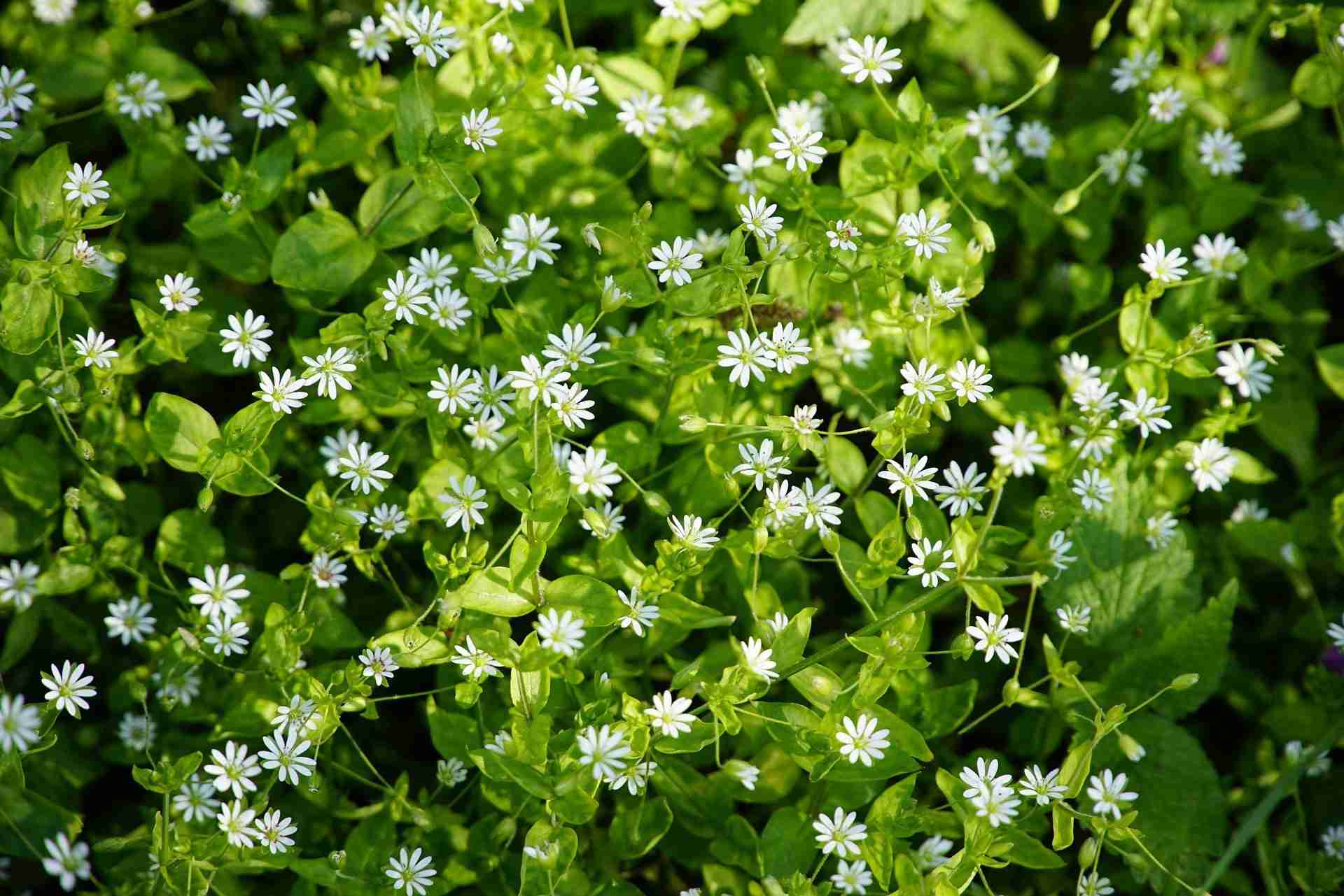 Chickweed Identification: Wild Edible Weed For Culinary And Medicinal ...