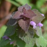 Purple Dead Nettle Look-alikes: Henbit And Ground Ivy - The Outdoor ...