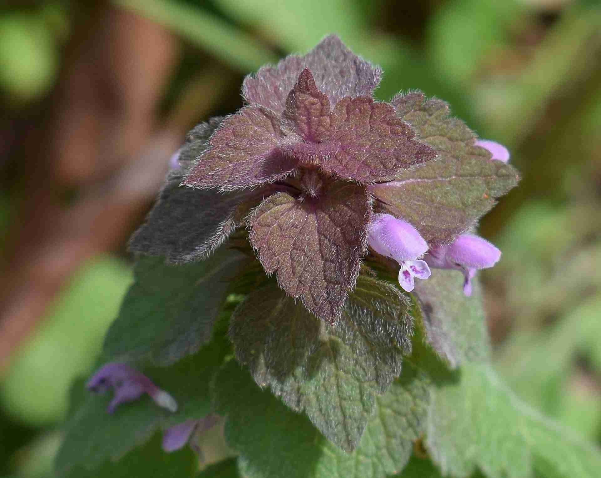 Wildcrafting Purple Dead Nettle For Food And Medicine - The Outdoor ...