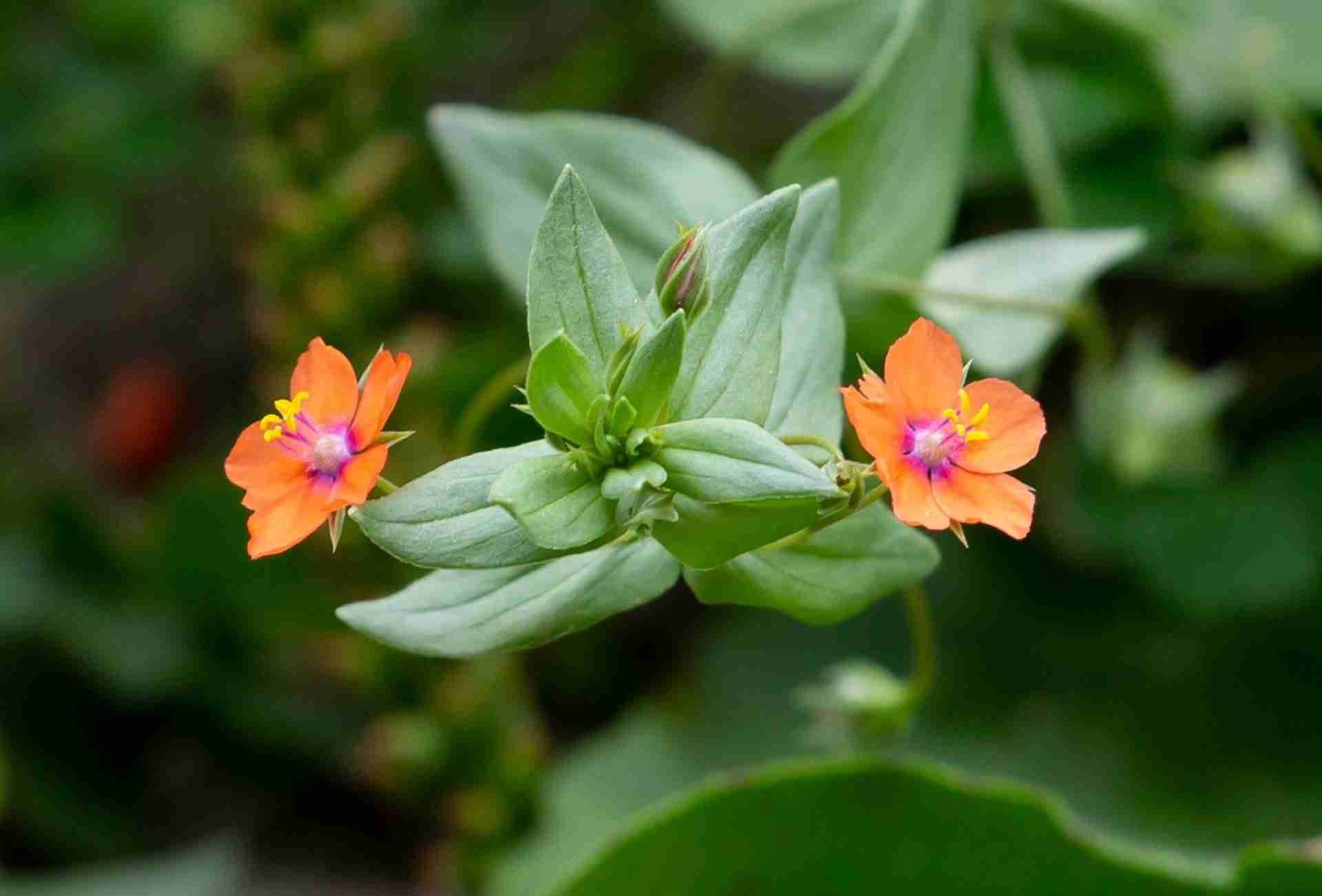 Chickweed Identification: Wild Edible Weed For Culinary And Medicinal ...