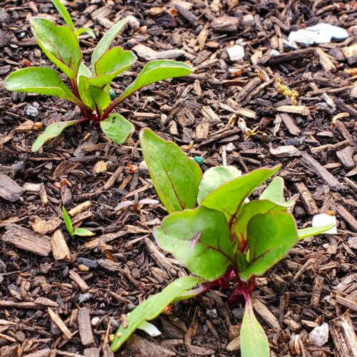 Victory Gardens And Why You Should Grow One - The Outdoor Apothecary