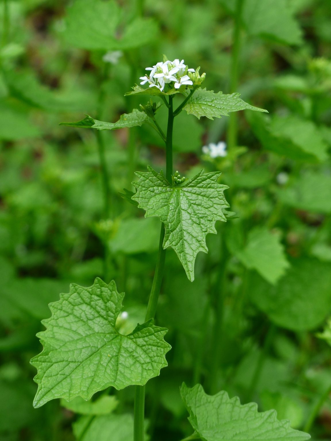 Foraging Garlic Mustard Weed: A Delicious Invasive - The Outdoor Apothecary