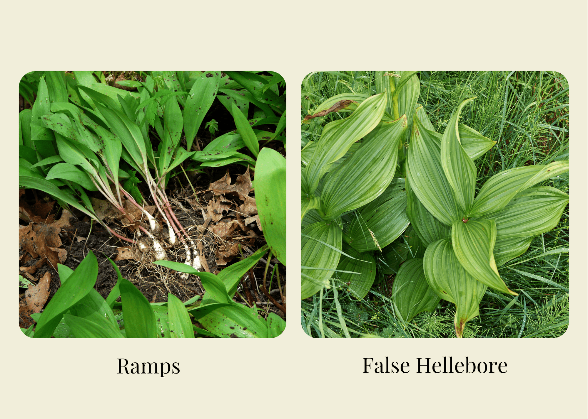 The Ultimate Guide to Foraging for Ramps: Habitat, Identification, and ...