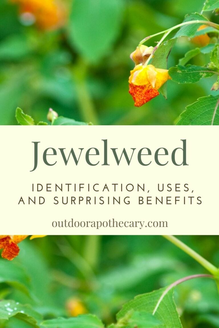 Surprising Jewelweed Plant: Identification, Uses, And Benefits - The ...