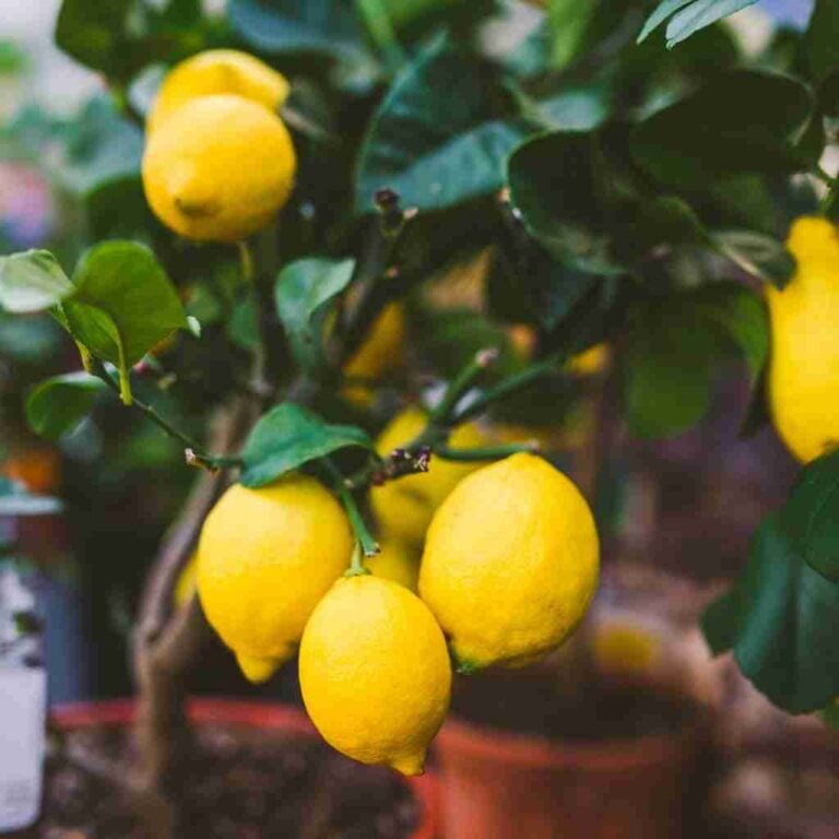 The Best Guide To Growing A Lemon Tree Indoors - The Outdoor Apothecary