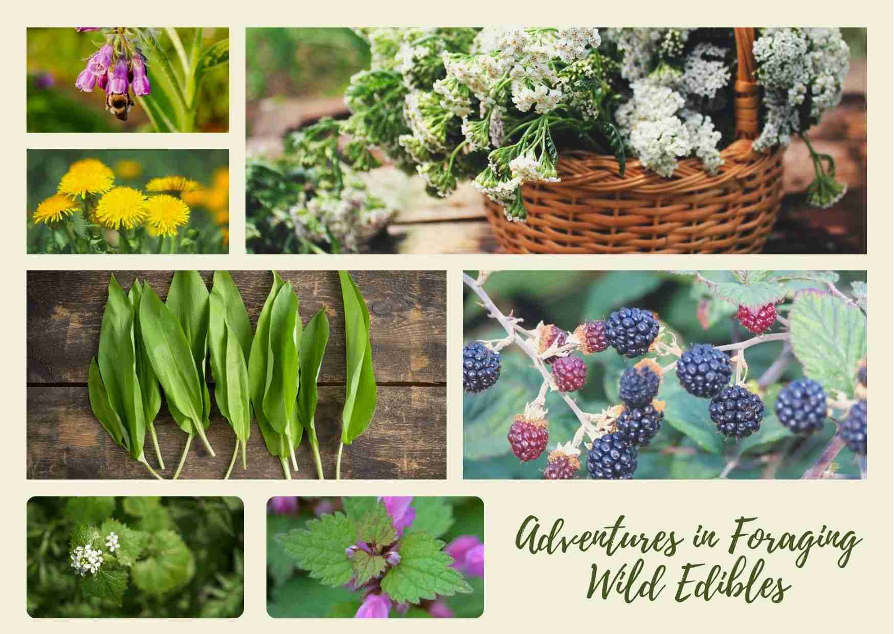 Wild Edible Foods And Ancestral Eating - The Outdoor Apothecary
