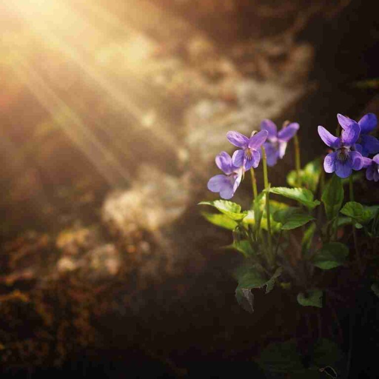 10 Spring Equinox Rituals For A Grounded Life - The Outdoor Apothecary