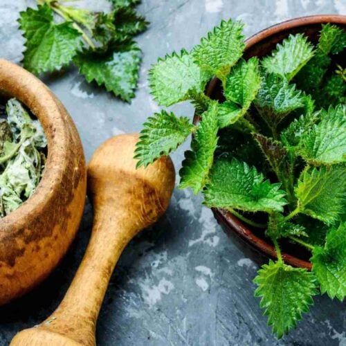 10 Easy Nettle Recipes You Don't Want To Miss - The Outdoor Apothecary