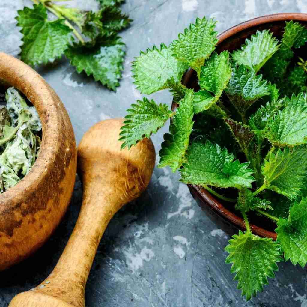 10 Easy Nettle Recipes You Don't Want To Miss - The Outdoor Apothecary