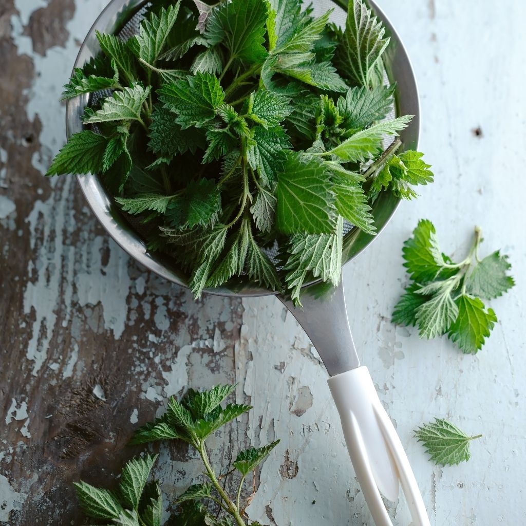10 Easy Nettle Recipes You Don't Want To Miss - The Outdoor Apothecary