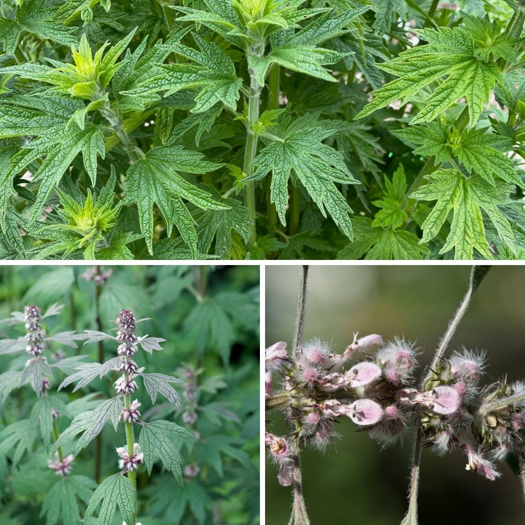Motherwort Tincture: Benefits And Easy DIY Guide - The Outdoor Apothecary