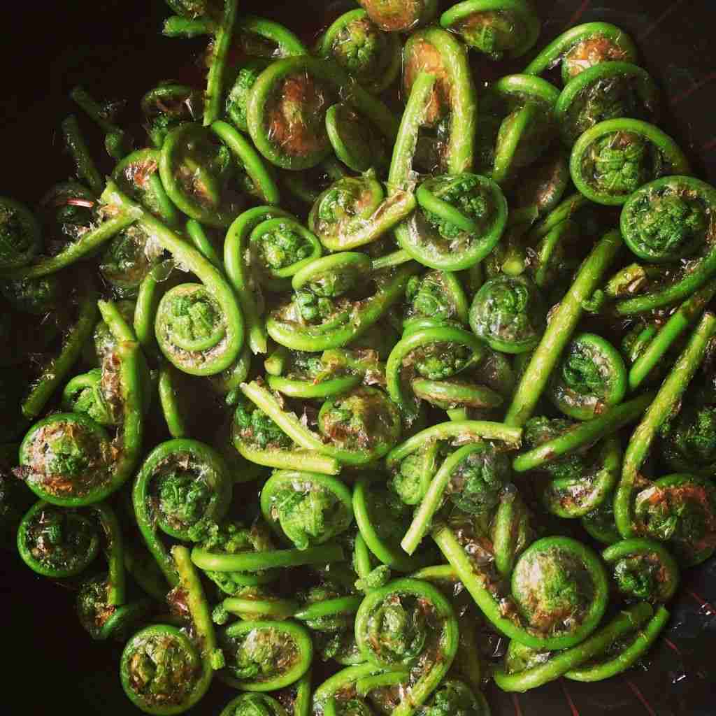 10 Delicious Fiddlehead Recipes - The Outdoor Apothecary