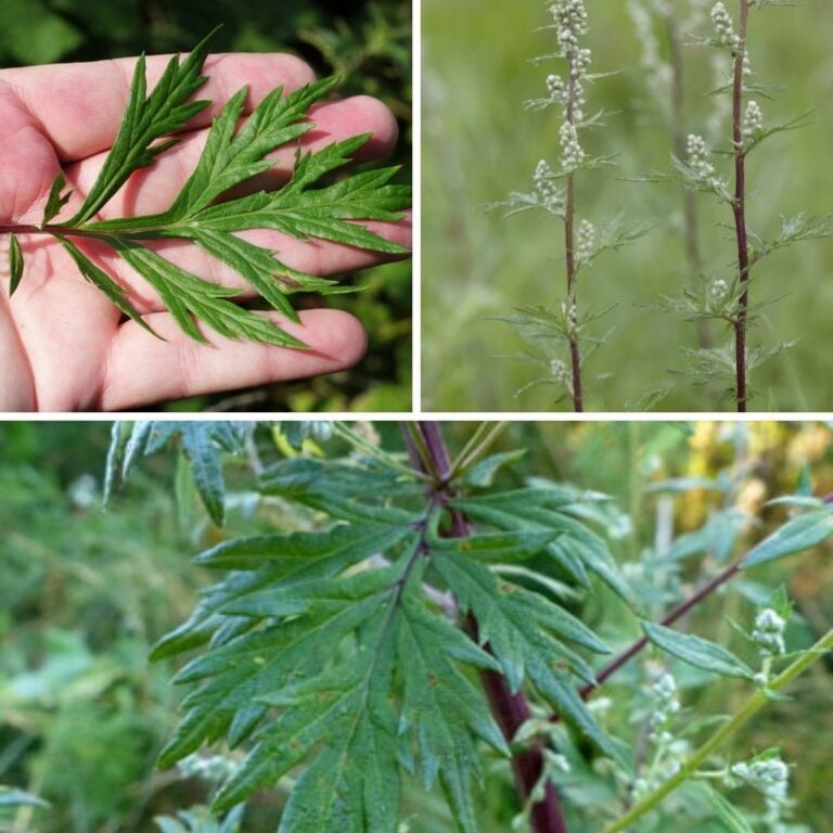The Magic Of Mugwort, The Mother Of Herbs - The Outdoor Apothecary