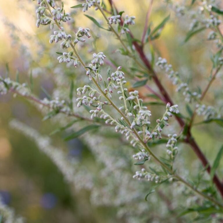 The Magic Of Mugwort, The Mother Of Herbs - The Outdoor Apothecary