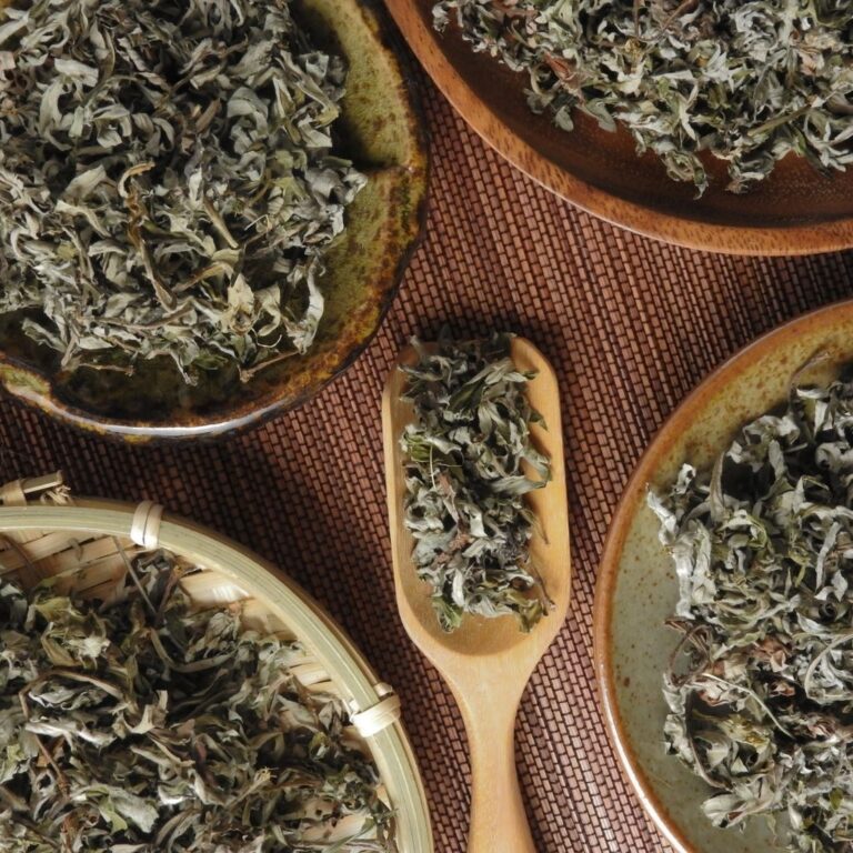 The Magic Of Mugwort, The Mother Of Herbs - The Outdoor Apothecary