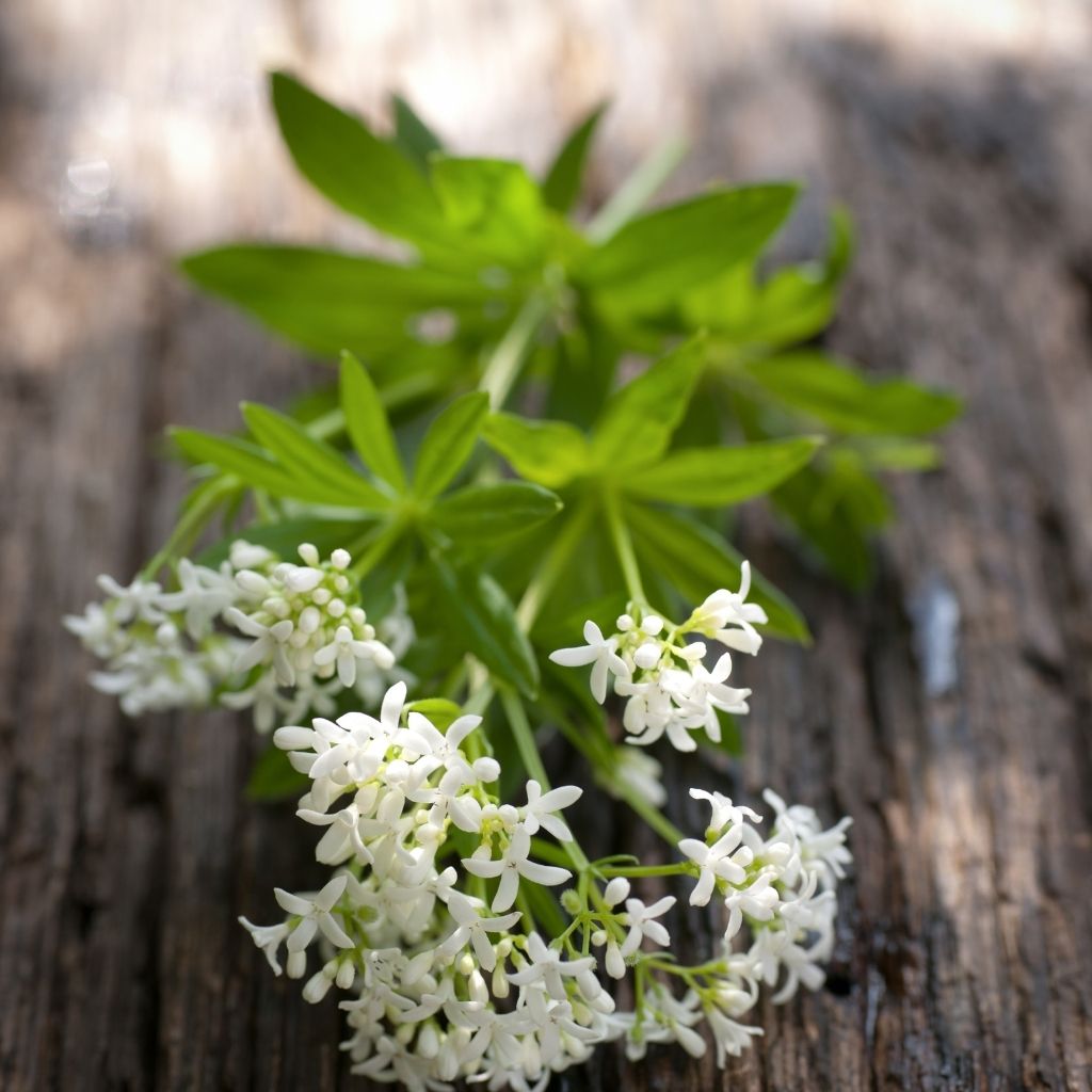 The Perfect May Wine Recipe For Spring Celebrations - The Outdoor ...