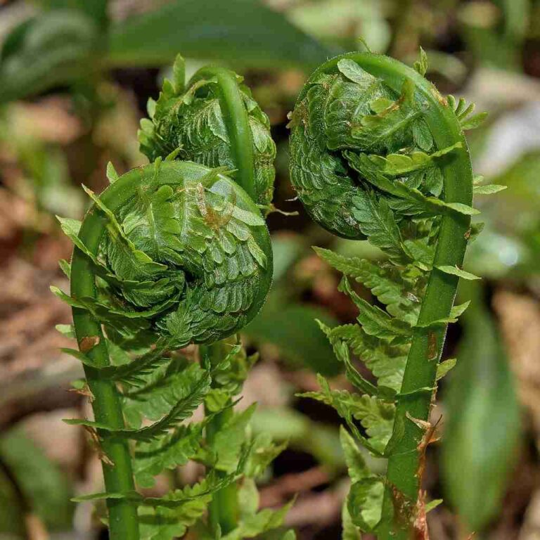 The 3 Best Tips Used By Experts To Forage Fiddlehead Ferns Successfully ...