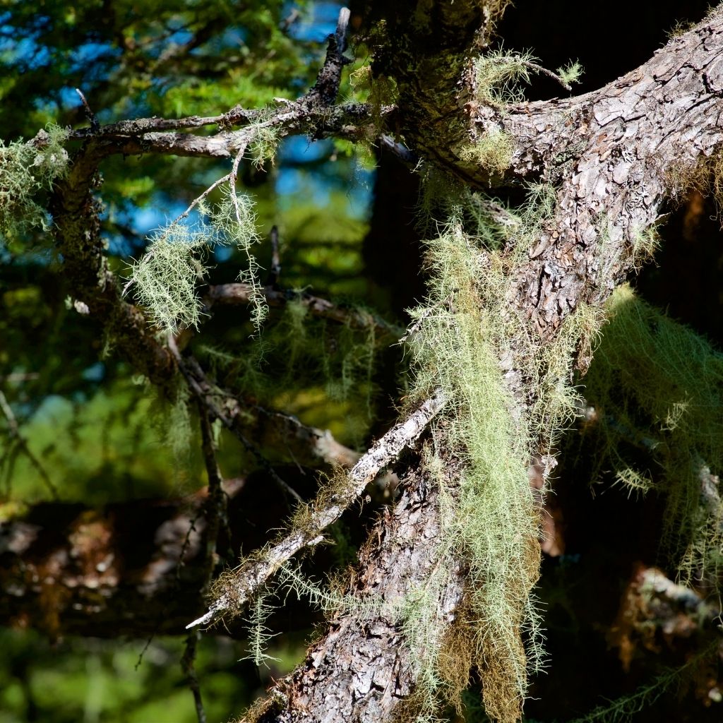 Usnea Tincture Recipe: Natural Cold-Fighting Power - The Outdoor Apothecary