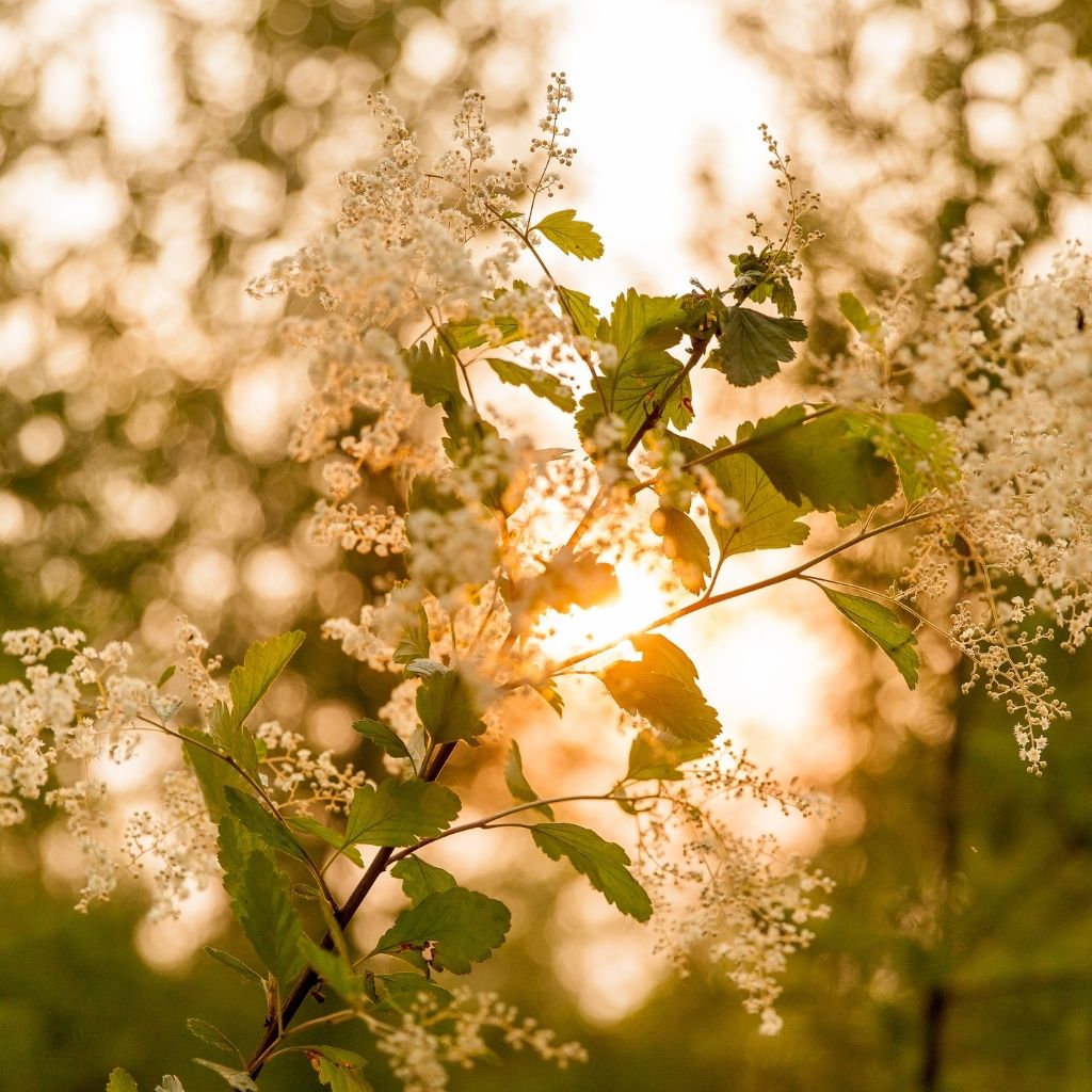 Litha: The Incredible History, Lore & 20 Ways To Celebrate - The ...