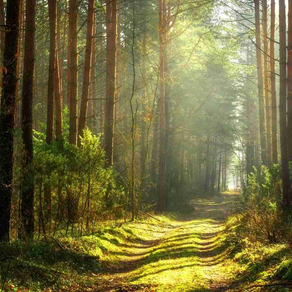 41 Amazing Earth Day Activities Your Family Will Love - The Outdoor ...