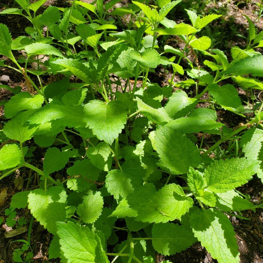 Harvesting Lemon Balm Plant And 3 Easy Drying Methods - The Outdoor ...