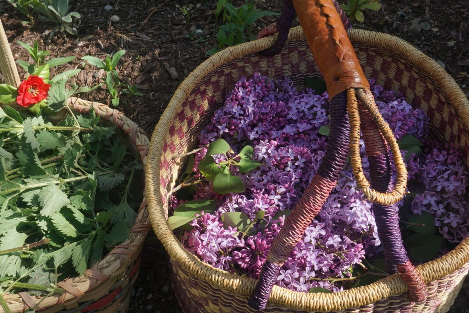 An Ancestral Diet And 12 Easy Wild Edible Plants To Enjoy - The Outdoor ...