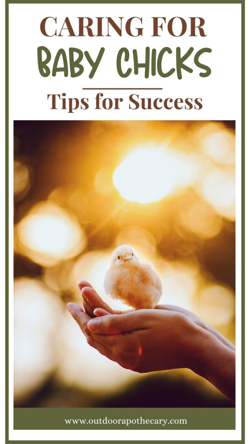 Caring For Baby Chicks: Essential Tips For Success