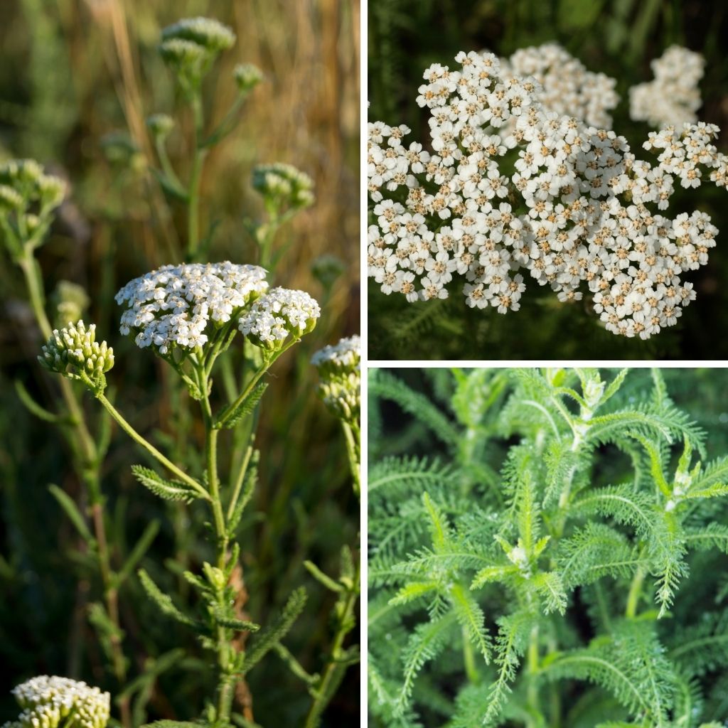 Amazing Yarrow Plant: The Native Herb With Surprising Uses - The ...