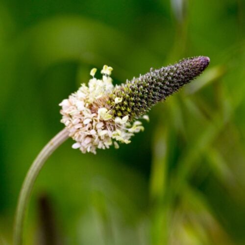 28+ Best Field Guides & Plant Identification Books - The Outdoor Apothecary