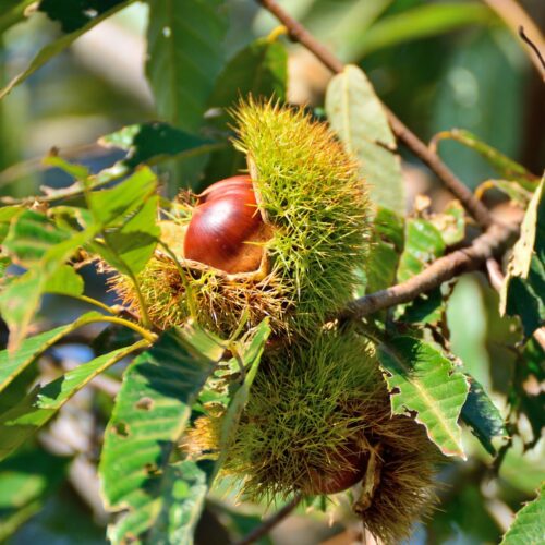 Easy Steps To Creating A Food Forest In Your Backyard - The Outdoor ...