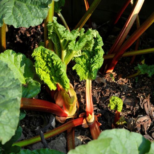 Easy Steps To Creating A Food Forest In Your Backyard - The Outdoor ...