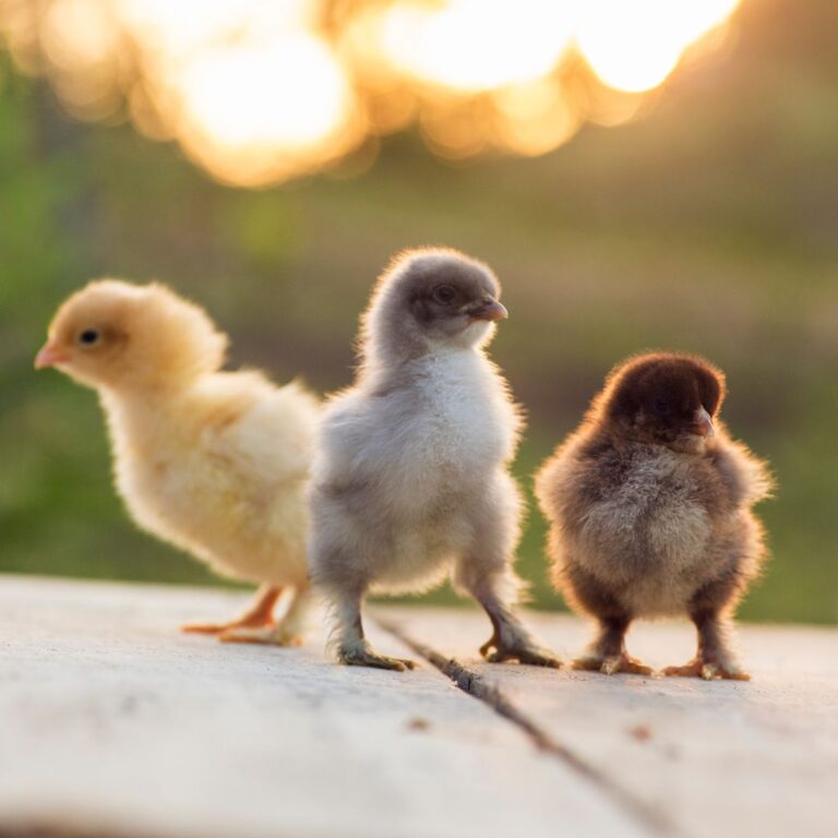 Caring For Baby Chicks: Essential Tips For Success
