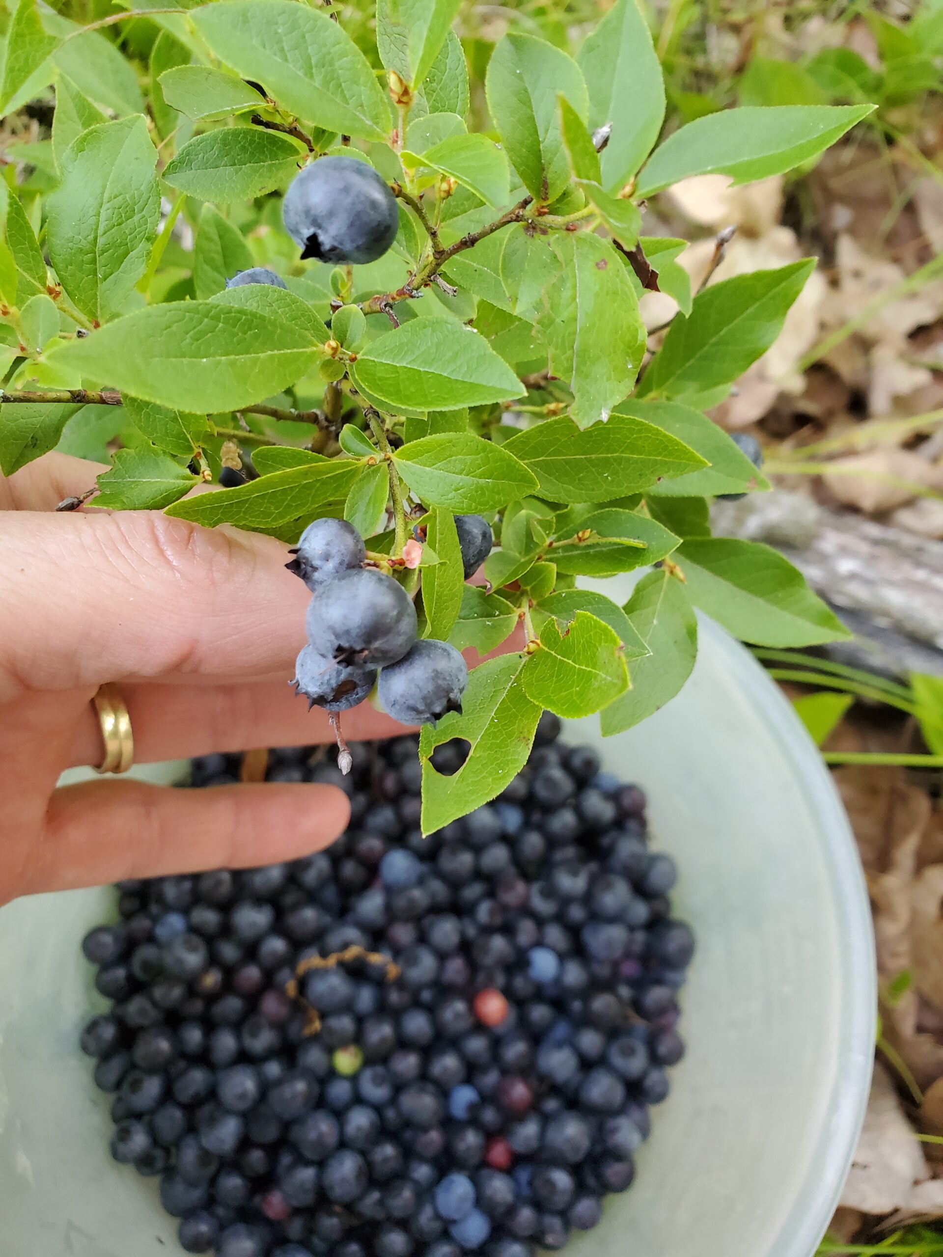 The Magic Of Berry Season: Symbolism, Folklore, And Health Benefits ...