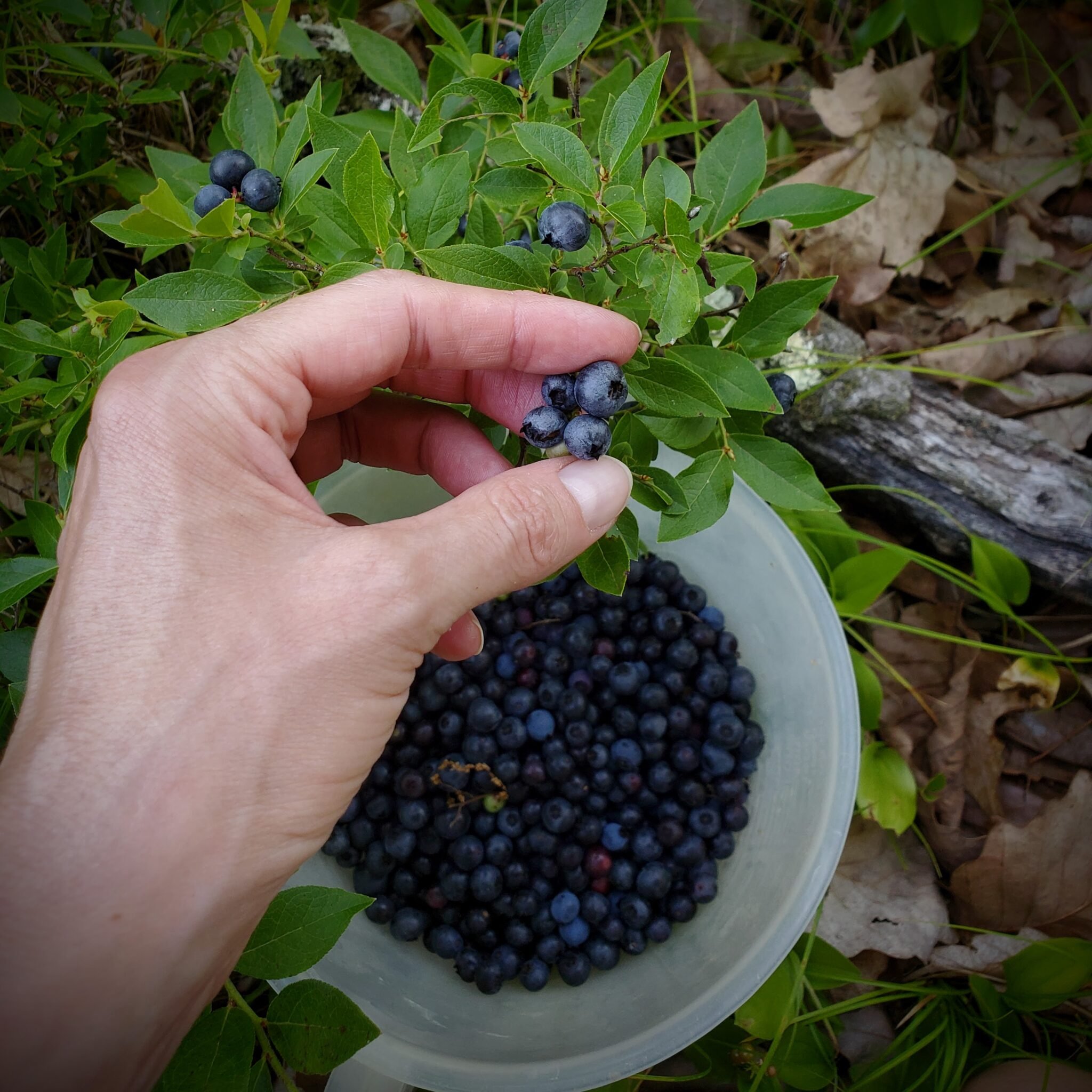 Identifying And Foraging For Wild Huckleberry - The Outdoor Apothecary