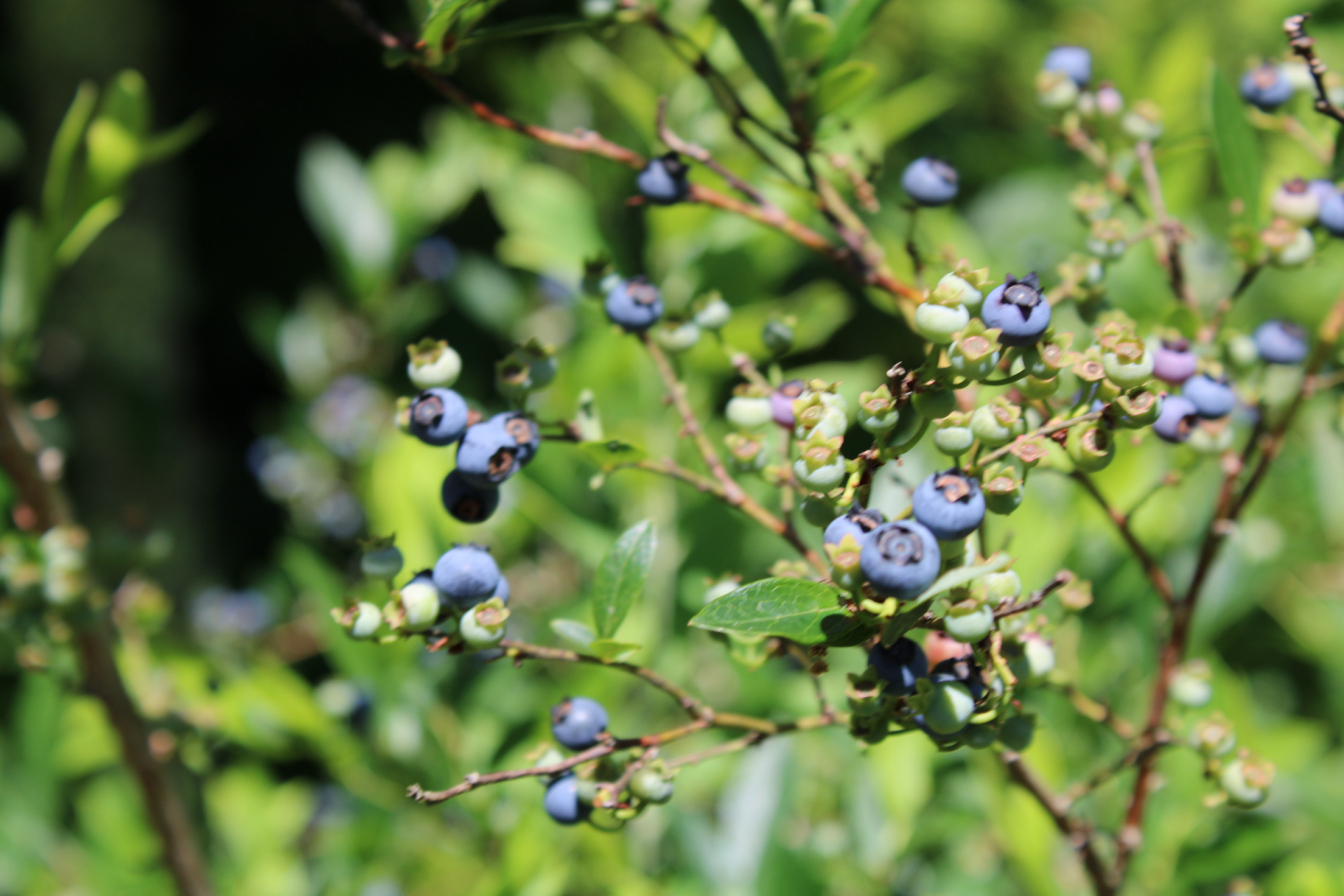 How To Identify, Harvest, And Pick Wild Blueberries: The Ultimate Guide ...