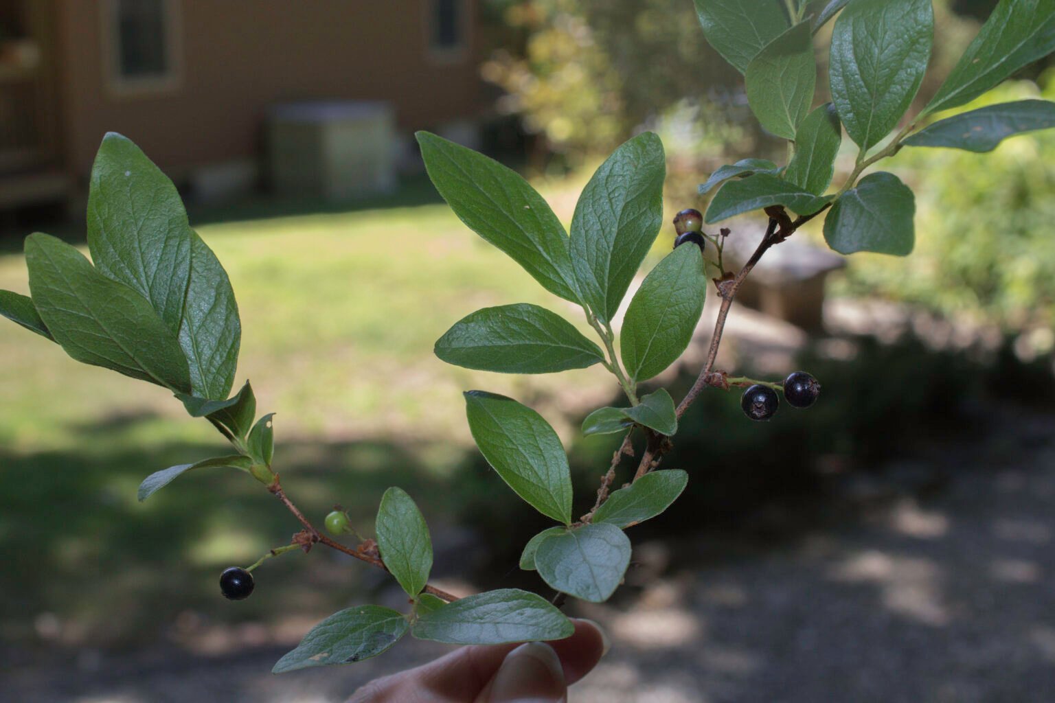 Identifying And Foraging For Wild Huckleberry - The Outdoor Apothecary