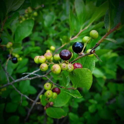 Identifying And Foraging For Wild Huckleberry - The Outdoor Apothecary