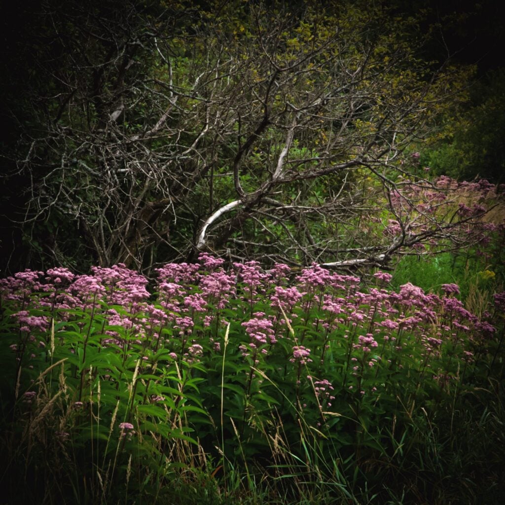 6 Excellent Reasons Why You Need Joe Pye Weed In Your Garden - The ...