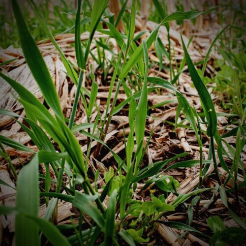 5 Best Garden Cover Crops For Fall - The Outdoor Apothecary