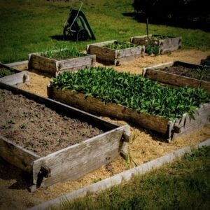 5 Best Garden Cover Crops For Fall - The Outdoor Apothecary