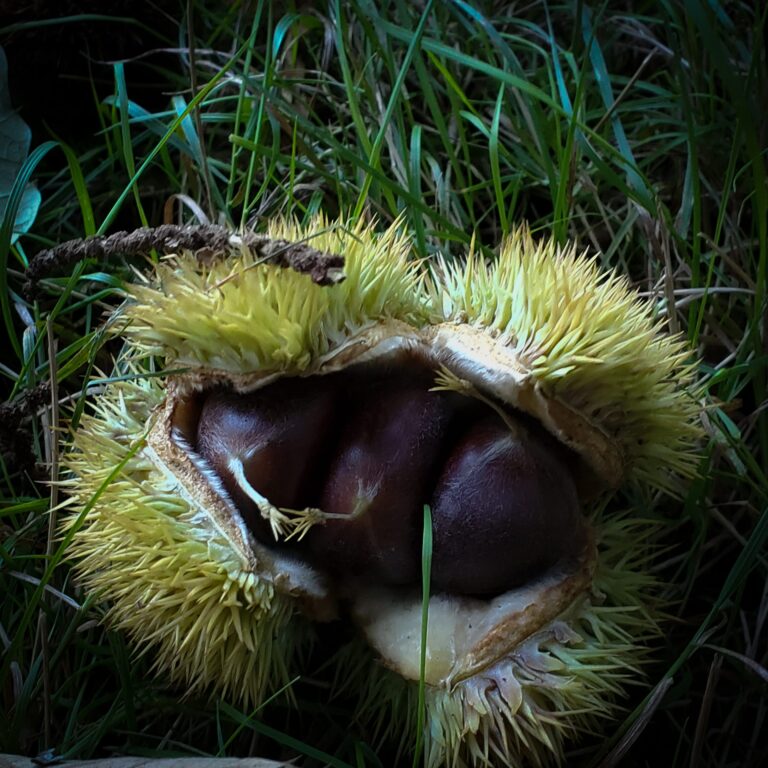 10 Delicious Chestnut Recipes You're Going To Love - The Outdoor Apothecary