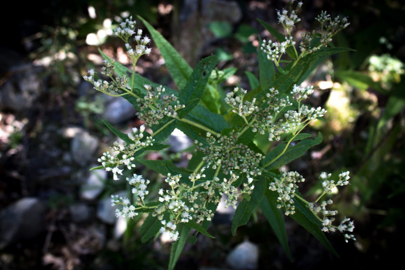 The Amazing Benefits Of Boneset Tea & How To Make It At Home - The ...