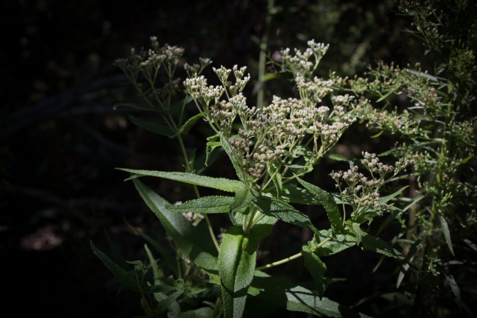 Learning The Herb Boneset: A Useful Native Medicinal Plant - The ...