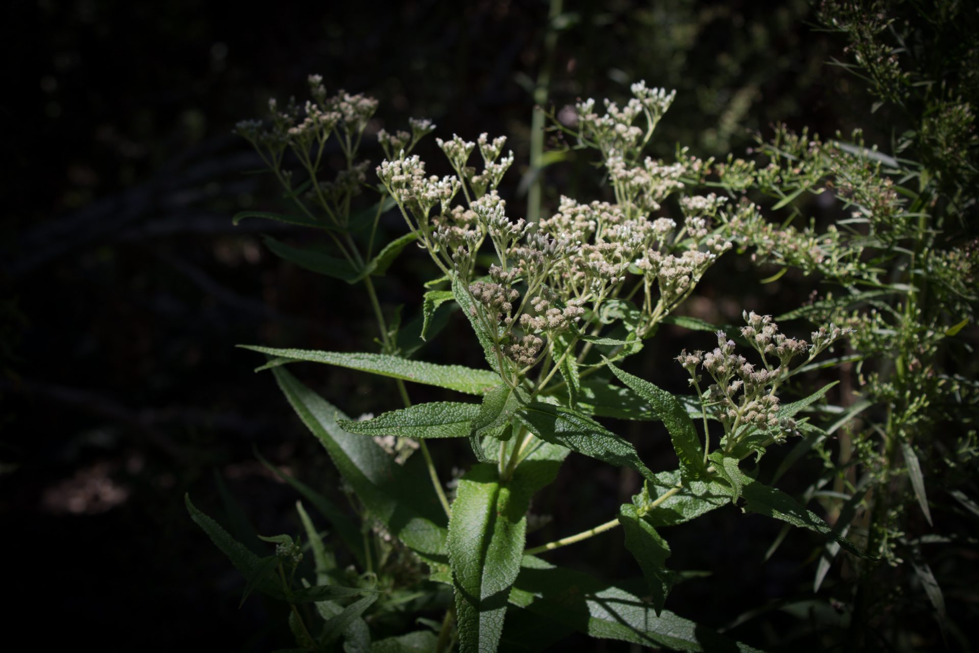 Learning The Herb Boneset: A Useful Native Medicinal Plant - The ...