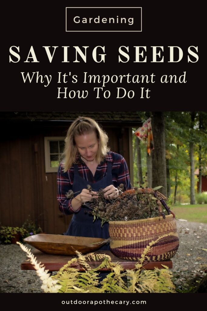 Saving Seeds: Why It's Important And How To Do It - The Outdoor Apothecary